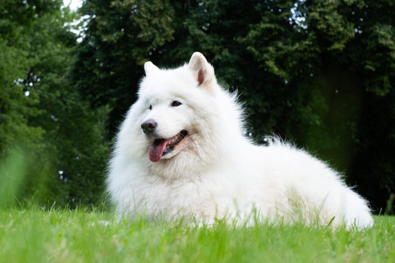 Samojed – opis rasy, pielęgnacja i wymagania - SEADOG