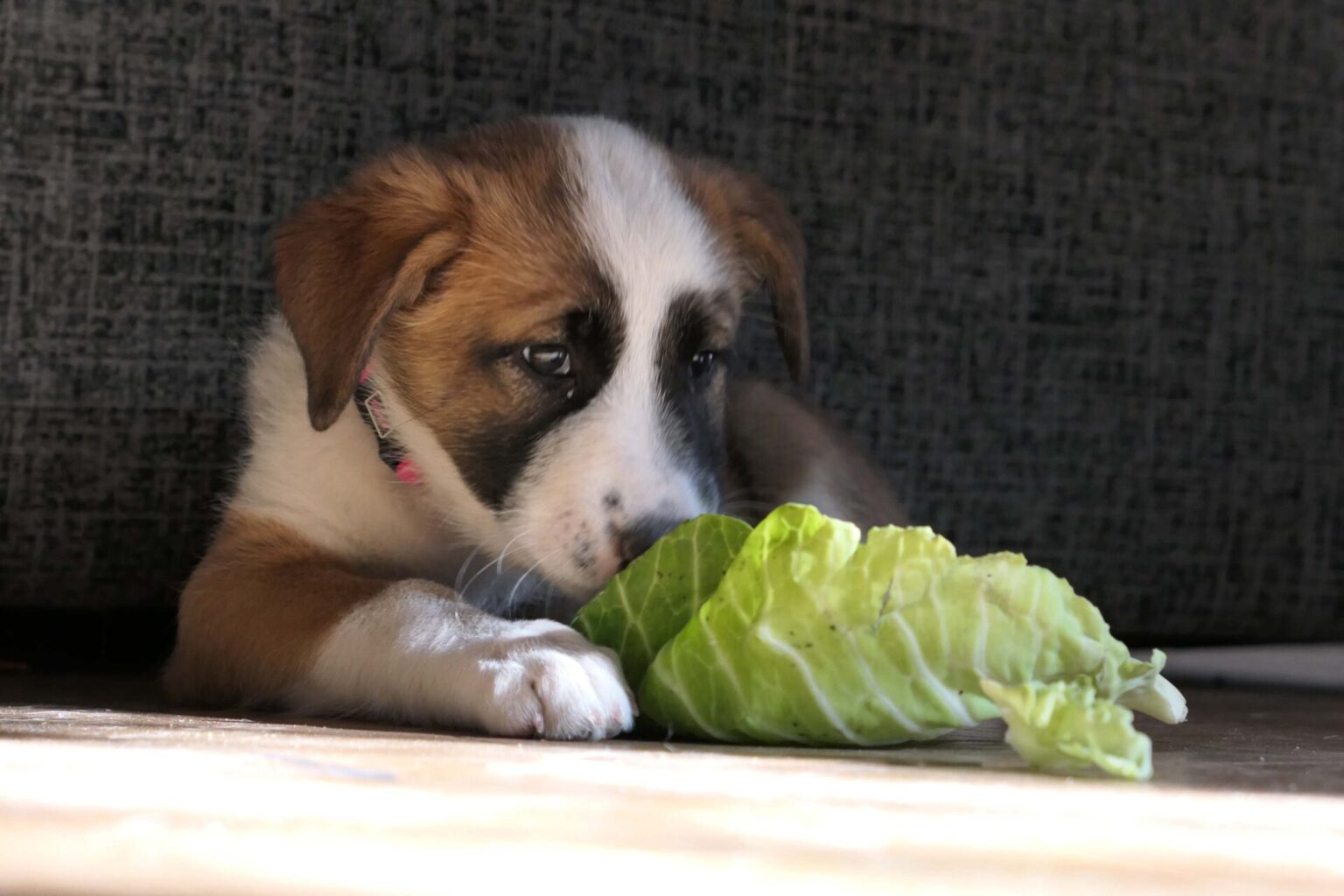 Red paws on dogs - causes and care | SEADOG