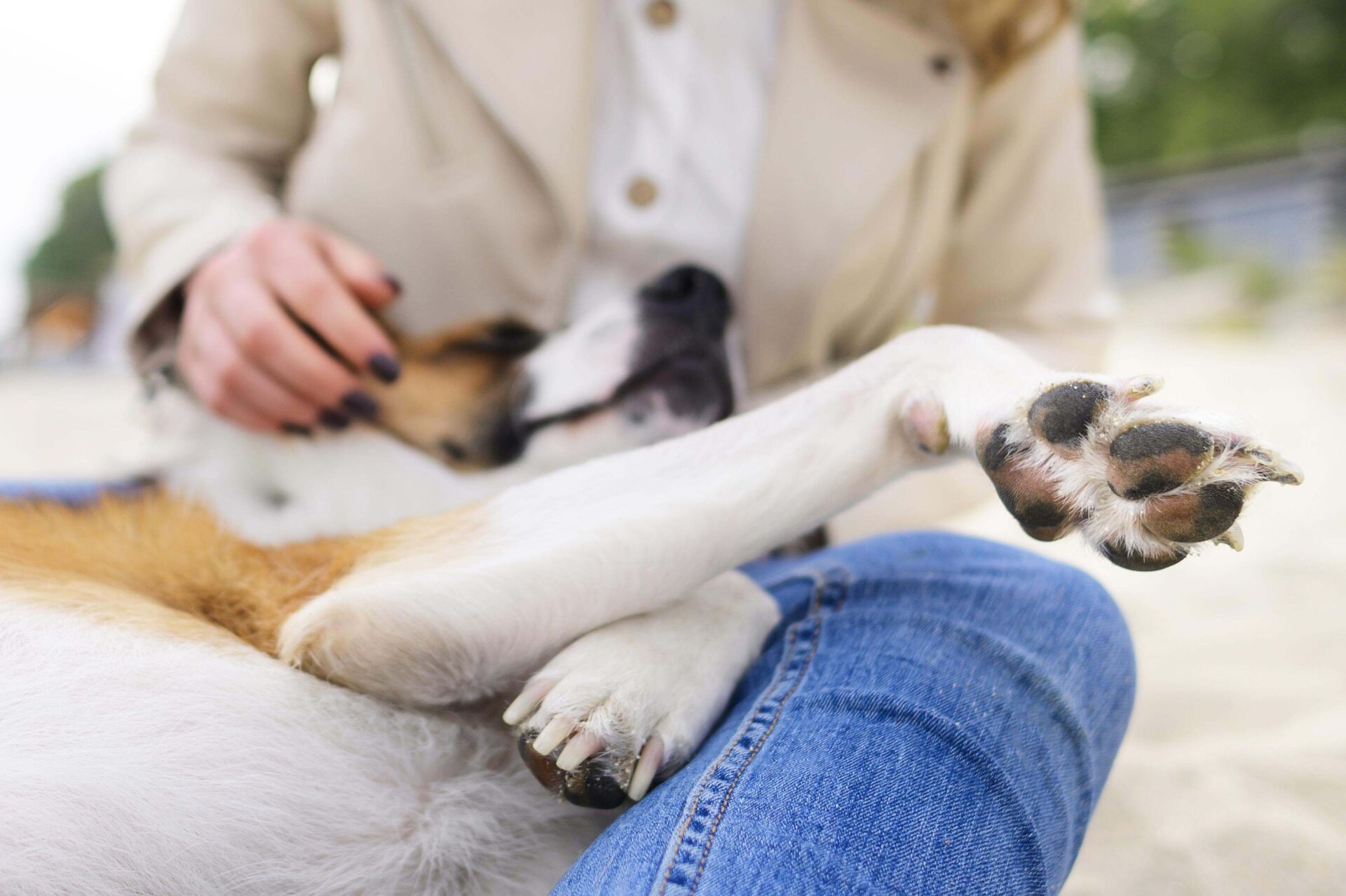 Red paws on dogs - causes and care | SEADOG